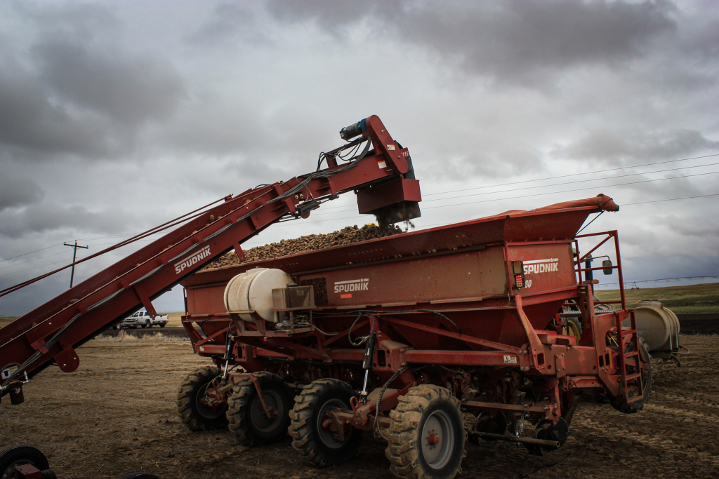 30" Planter Filling Conveyor | Potato Equipment | Spudnik