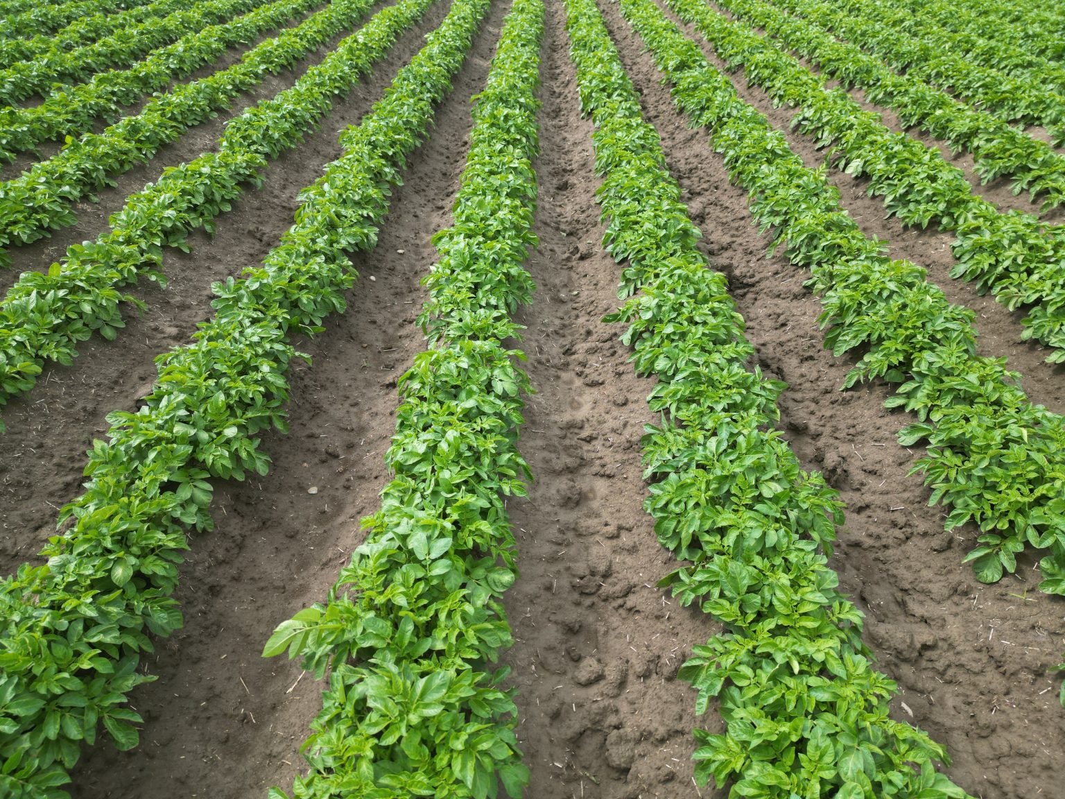 8908 - 8 Row Belt Planter | Spudnik